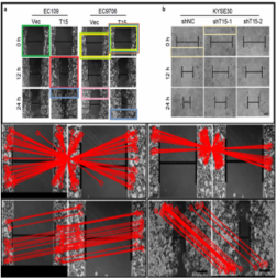 Figcheck | 图片查重