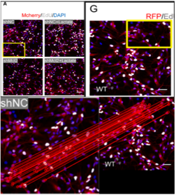 Figcheck | 图片查重