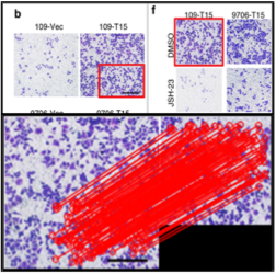 Figcheck | 图片查重